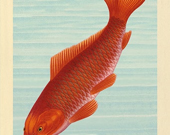 Koi fish print | Etsy