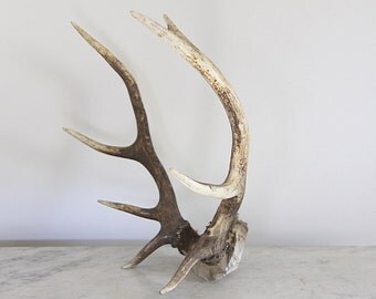 Real deer antlers | Etsy