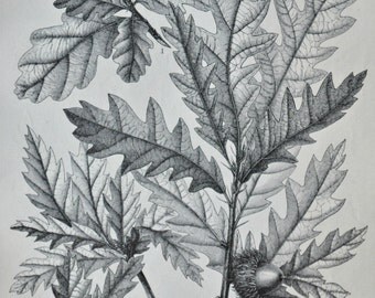 Old oak trees | Etsy