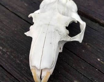 Articulated skeleton | Etsy