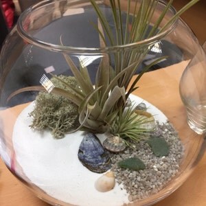 Air plant terrarium kits & himmeli by TheSkygardens on Etsy
