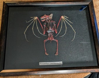 Taxidermy bat | Etsy