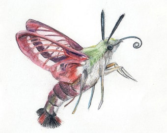 Hummingbird moth | Etsy