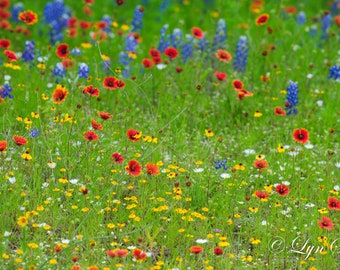 Texas Flowers Nature photography landscape photography