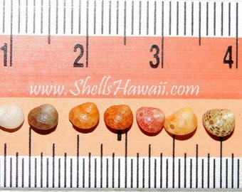Kahelelani shells | Etsy