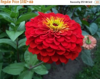 zinnia seeds – Etsy