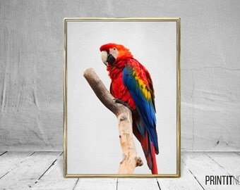 Parrot poster | Etsy