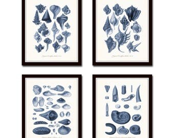 Seashell Art Blue Seashell Prints Antique Seashell