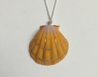 Large sunrise shell | Etsy