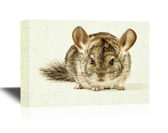 Chinchilla art | Etsy