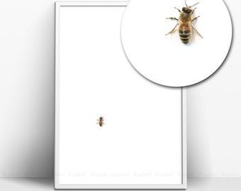 Bee poster | Etsy