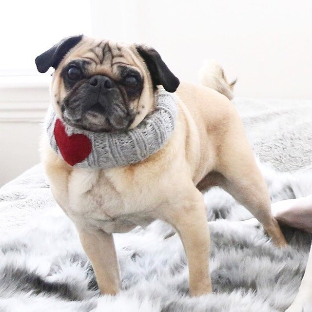 All You Need is Pug: Dog Hats Pug Hats and by AllYouNeedIsPugShop