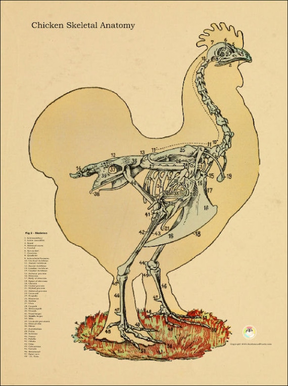 Huhn Skelett Anatomie Poster 18 X 24