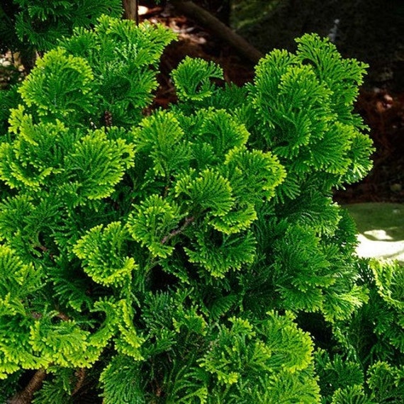 Hinoki Cypress Tree Seeds Chamaecyparis obtusa 35Seeds