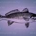 Vector RED FISH AI eps pdf png svg dxf jpg Image