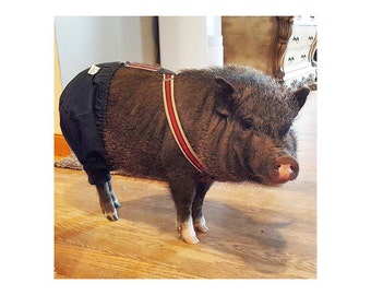 Mini pig clothes | Etsy
