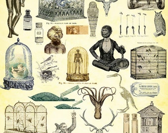 Victorian science | Etsy