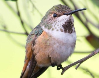 Hummingbird artwork | Etsy