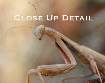 Insect wallpaper | Etsy