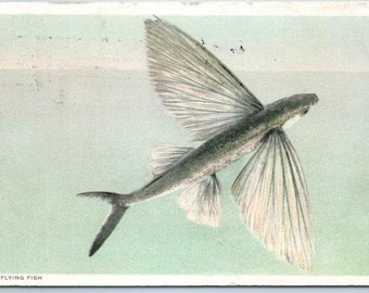 A FISH WITH WINGS interesting portrait of a girl holding a