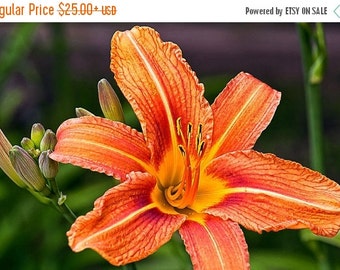 Unique tiger lily flower related items | Etsy