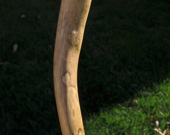 Walking stick / staff of Colorado Aspen Wood
