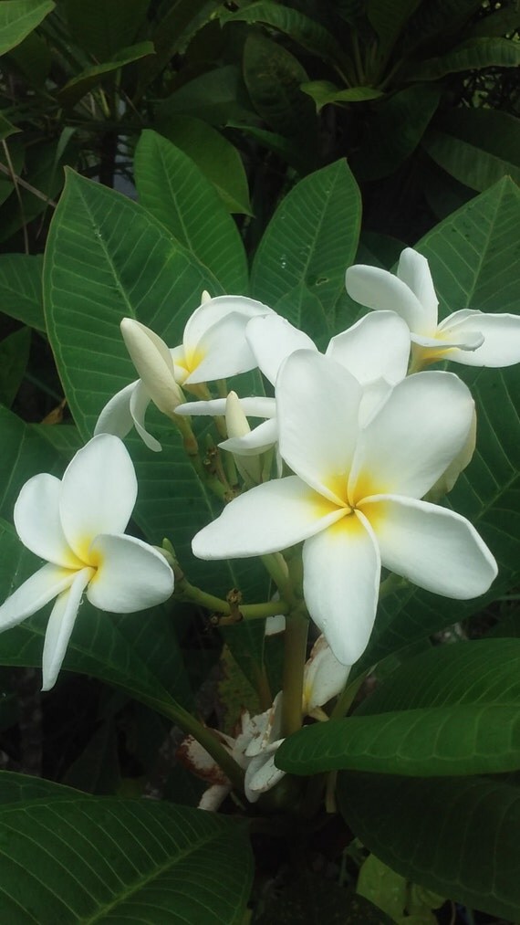 Hawaiian Plumeria Tree Frangi Pani Tree White With Yellow