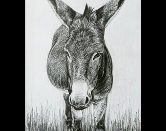Donkey drawing | Etsy