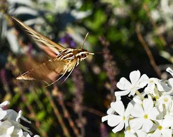 Hummingbird moth | Etsy