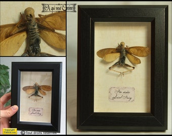 Mummified fairy | Etsy