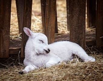 Sleeping lamb | Etsy