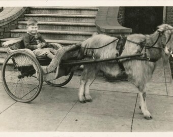 Goat cart | Etsy