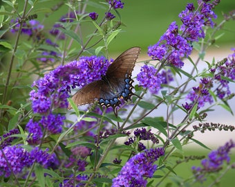 Butterfly bush | Etsy