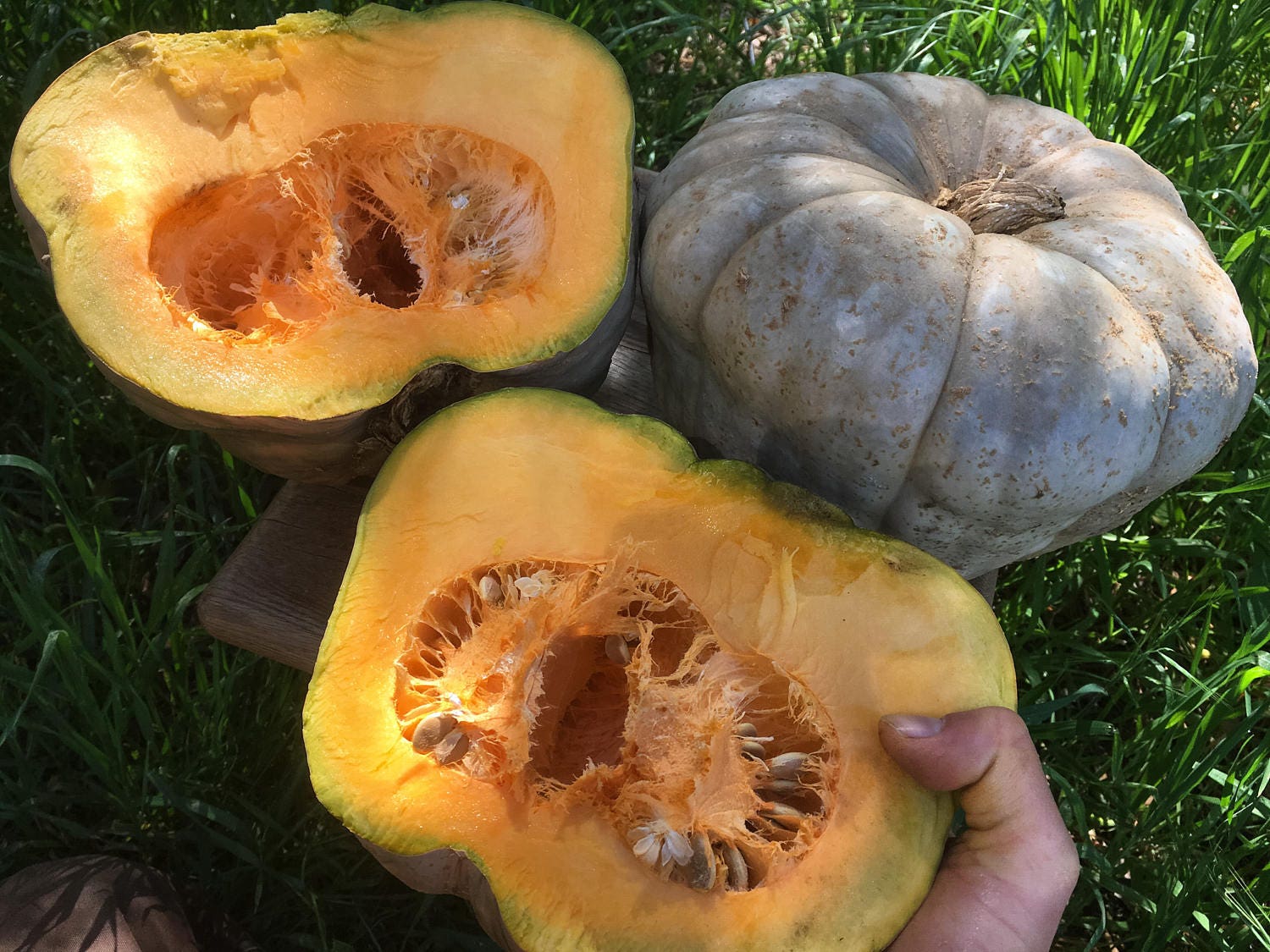 Queensland Blue Winter Squash Seeds 20: Certified Organic