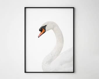 Swan print | Etsy