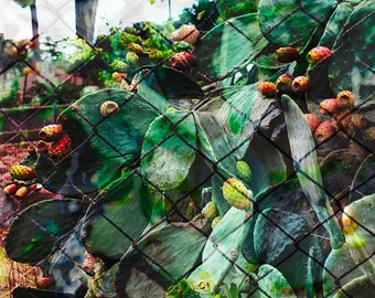 Items similar to prickly pear on Etsy