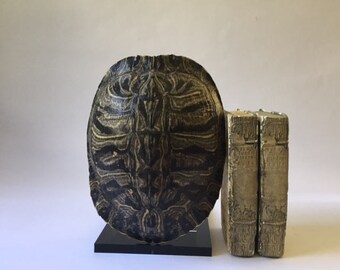 Shell bookends | Etsy