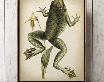 Antique frog print | Etsy