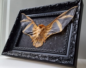 Taxidermy bat | Etsy