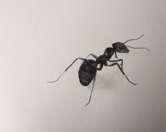 Ants watercolor | Etsy