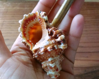 Unique seashell pipe related items | Etsy