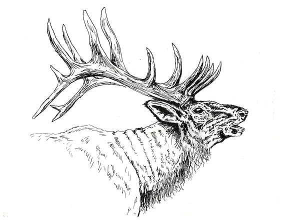Items similar to Bugle // Elk Drawing // Wildlife Portrait // British ...