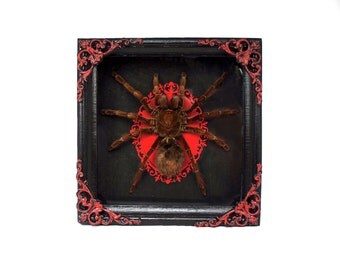 Real framed spiders and insects by TarantulaBox on Etsy