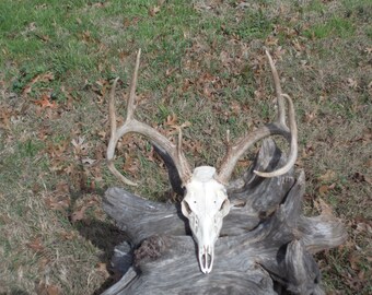 European mount | Etsy