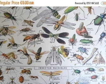 Unique antique insect print related items | Etsy