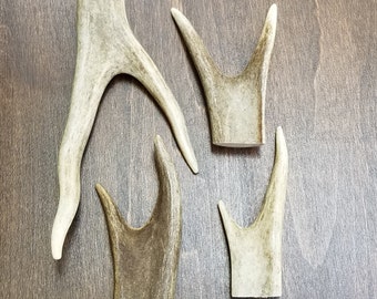 Deer antler tine | Etsy
