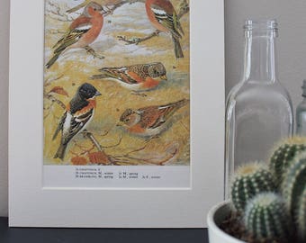 Chaffinch | Etsy UK