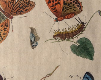 Butterfly engraving | Etsy