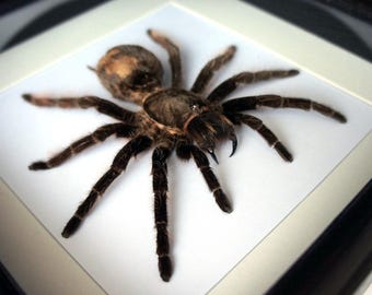 Real framed spiders and insects by TarantulaBox on Etsy