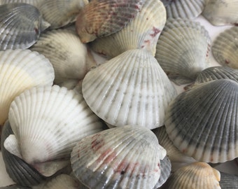Seashell bulk | Etsy